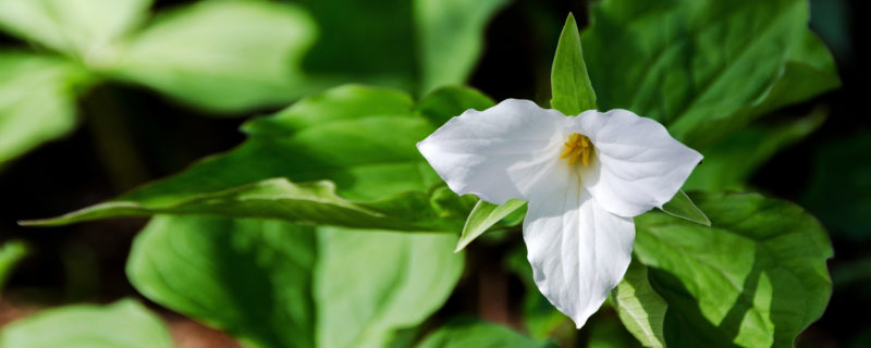 Remembering Lee Doran – OAIA